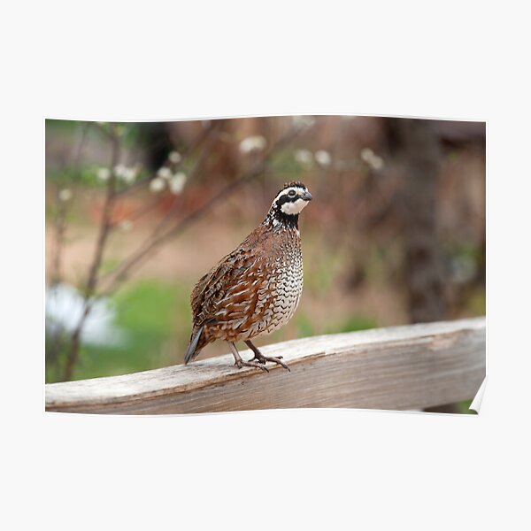 Bobwhite Quail Posters | Redbubble