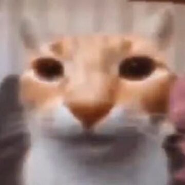 "Funny staring cat meme" Sticker for Sale by mycatpablo | Redbubble