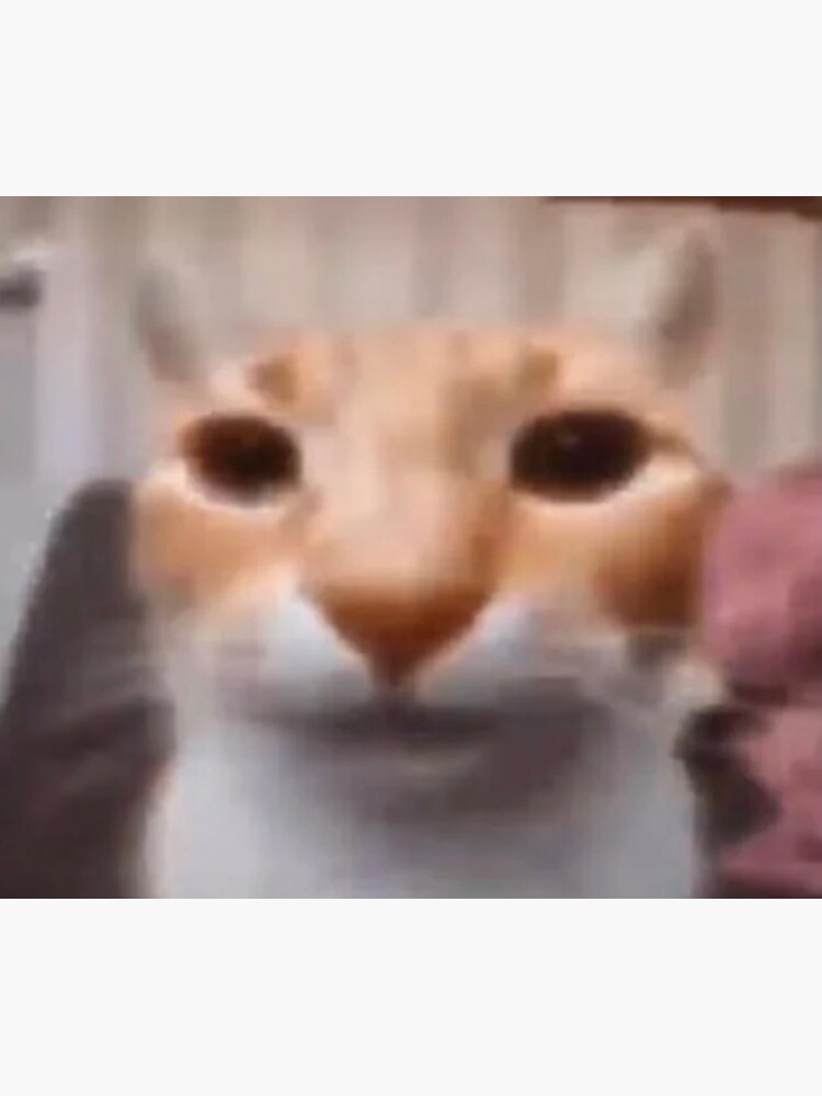 "Funny staring cat meme" Sticker for Sale by mycatpablo | Redbubble