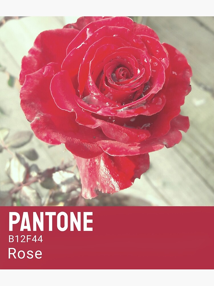 "Red rose pantone color" Poster for Sale by Arora1 | Redbubble