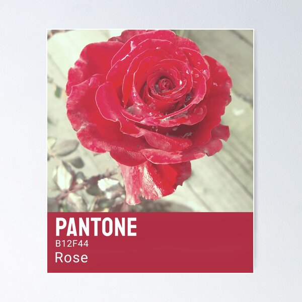 "Red rose pantone color" Poster for Sale by Arora1 | Redbubble