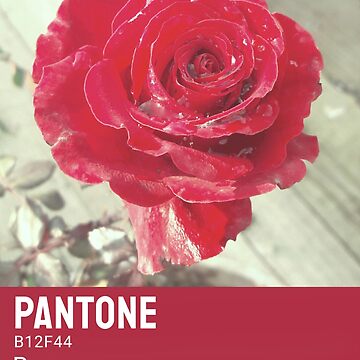 "Red rose pantone color" Poster for Sale by Arora1 | Redbubble