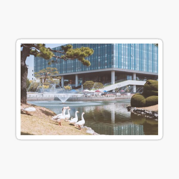 "Ducks in KAIST, Korea, transparent, emotional" Sticker for Sale by ...