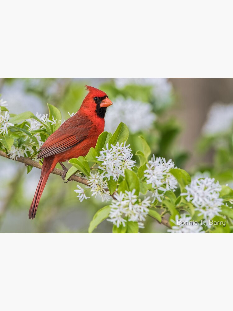 "Male Northern Cardinal in Chinese Fringe Tree" Sticker for Sale by ...