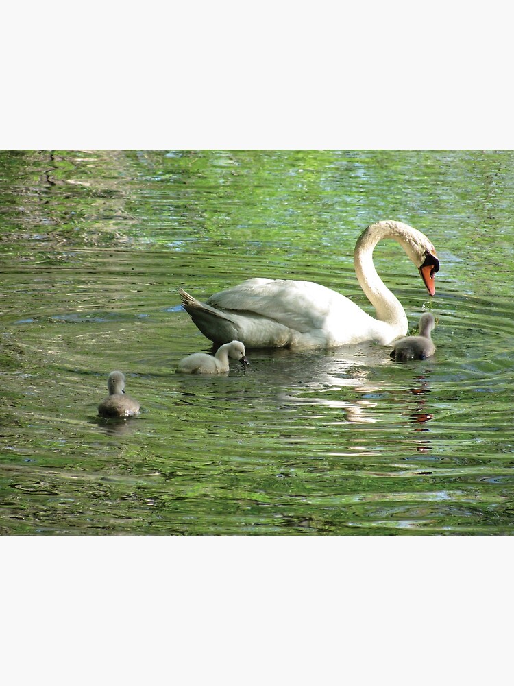 "Swan Family" Art Print by KensLensDesigns | Redbubble