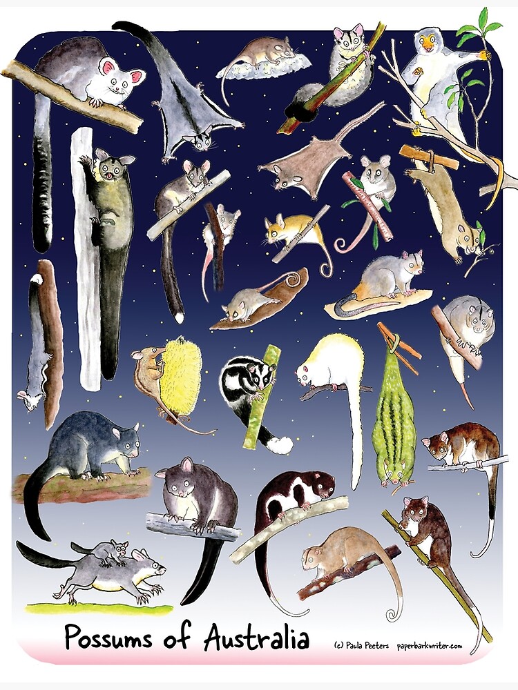 "Possums of Australia night sky" Poster for Sale by Paula Peeters ...