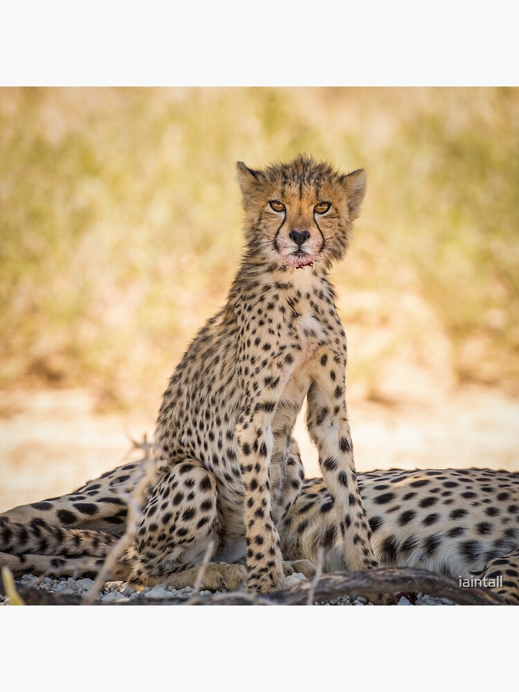 "Mums generosity" Sticker by iaintall | Redbubble