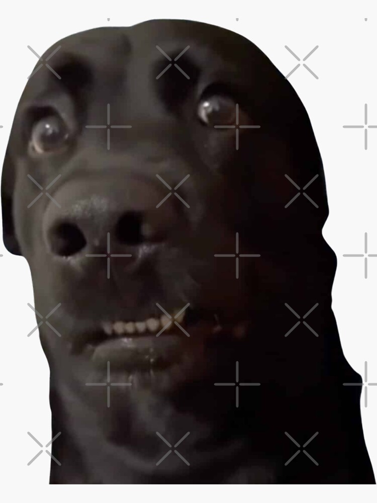 "Worried / Scared Dog Meme front facing" Sticker for Sale by ...