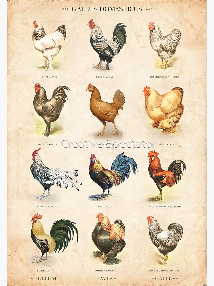 "Vintage chicken breed chart" Poster for Sale by Creative Spectator ...