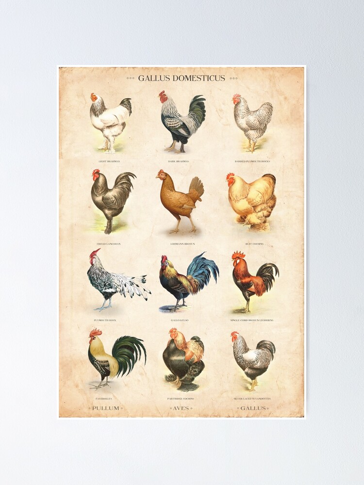"Vintage chicken breed chart" Poster for Sale by Creative Spectator ...