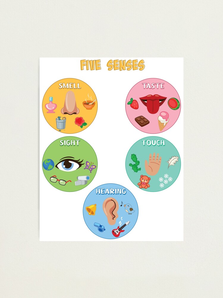 "Five Senses Poster, 5 Senses Classification Game, Preschool ...