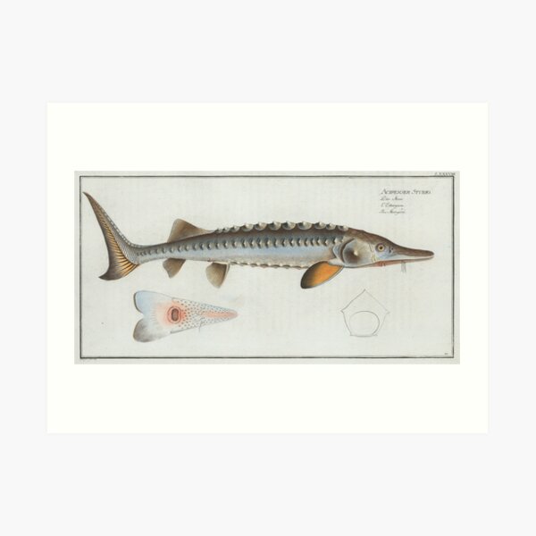 Sturgeon Art Prints | Redbubble