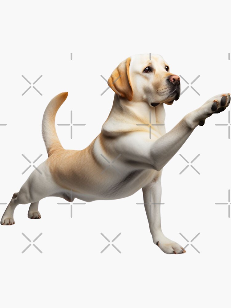 "Labrador yoga high plank" Sticker by SGStom | Redbubble