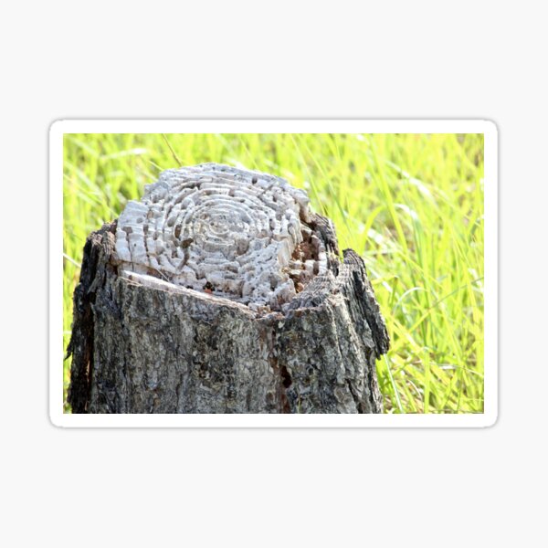 "Decaying Stump" Sticker for Sale by SweetSugar88 | Redbubble