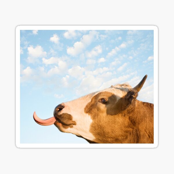 "Bull Blowing A Raspberry" Sticker for Sale by ernest123 | Redbubble