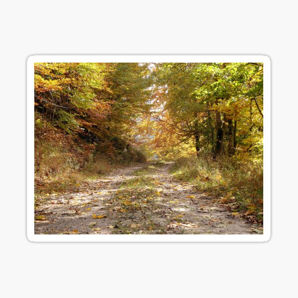 "Forest stone path" Sticker by Danler | Redbubble