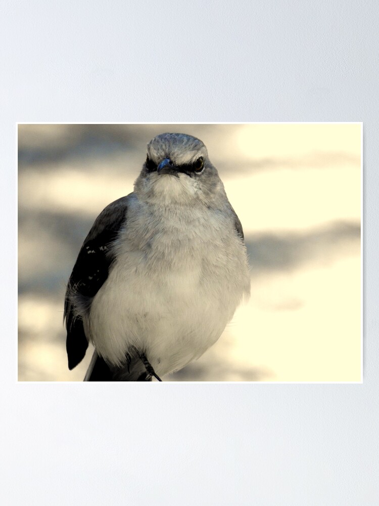 "The Mockingbird" Poster by Barnbk02 | Redbubble