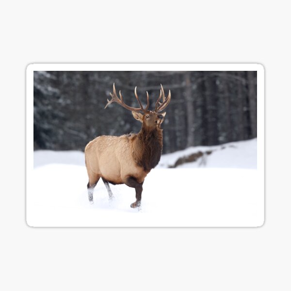 "On The Run" Sticker for Sale by mlorenz | Redbubble