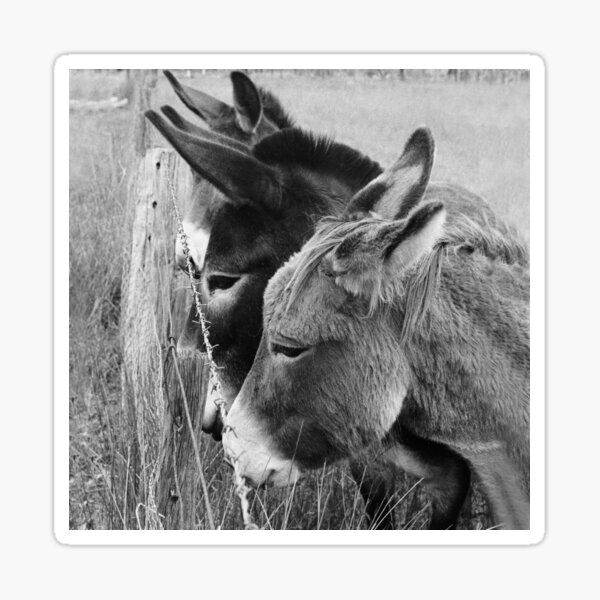 "3 Donkeys" Sticker for Sale by sienebrowne | Redbubble