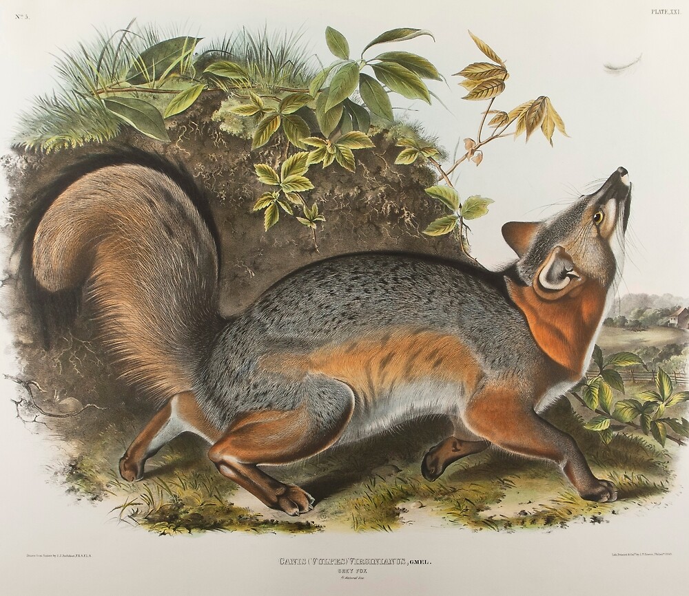 "Vintage Illustration of a Grey Fox (1843)" by BravuraMedia | Redbubble