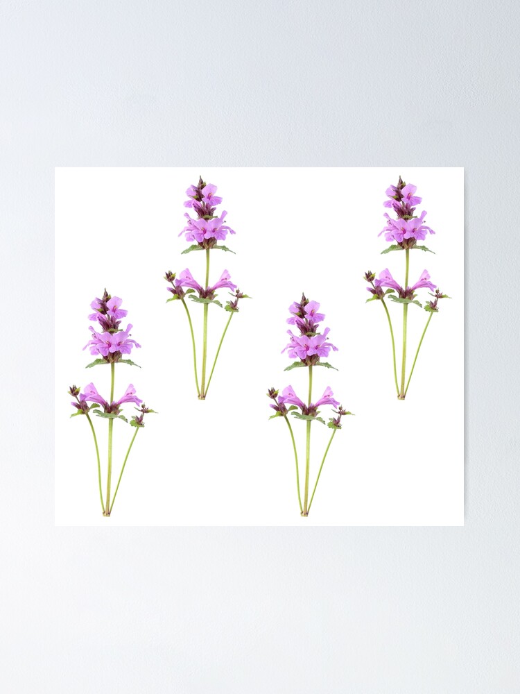 "Stachys macrantha Big Betony " Poster for Sale by chrisburrows | Redbubble