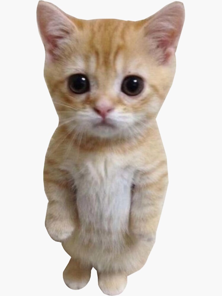 "Standing Cat Meme " Sticker for Sale by ayylmaolarry | Redbubble