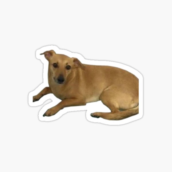 "Vira lata Caramelo - Brasil" Sticker for Sale by Eighty-One | Redbubble