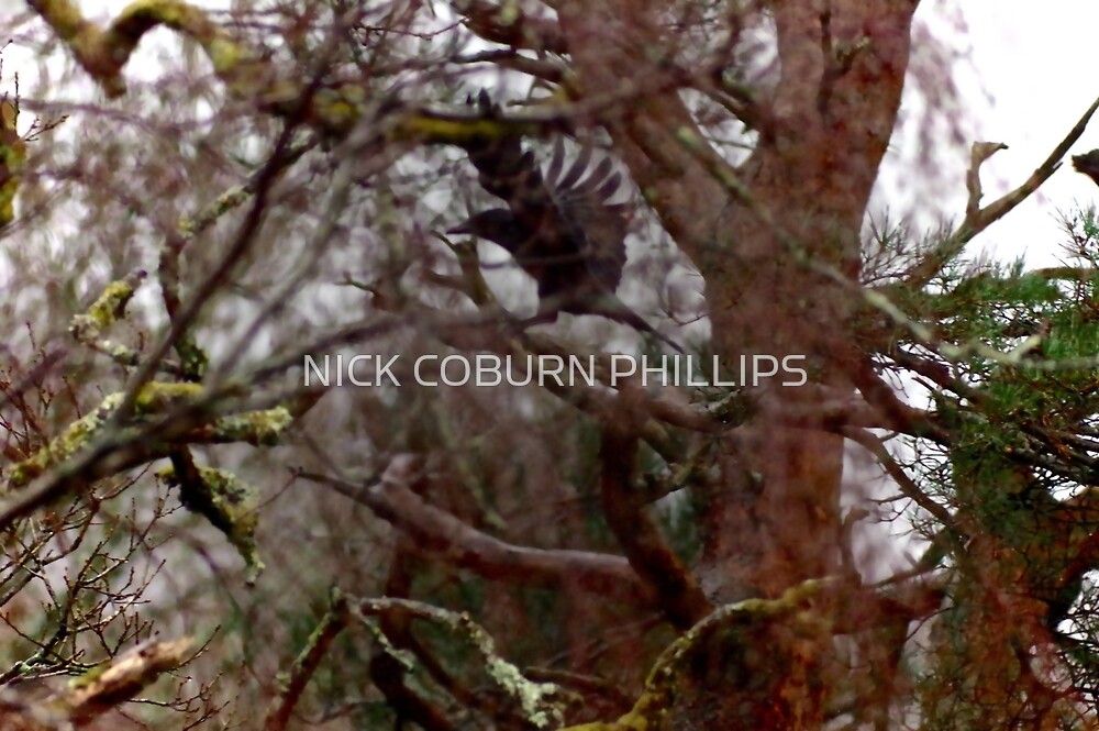 "RAVEN IN THE WOODS" by NICK COBURN PHILLIPS | Redbubble