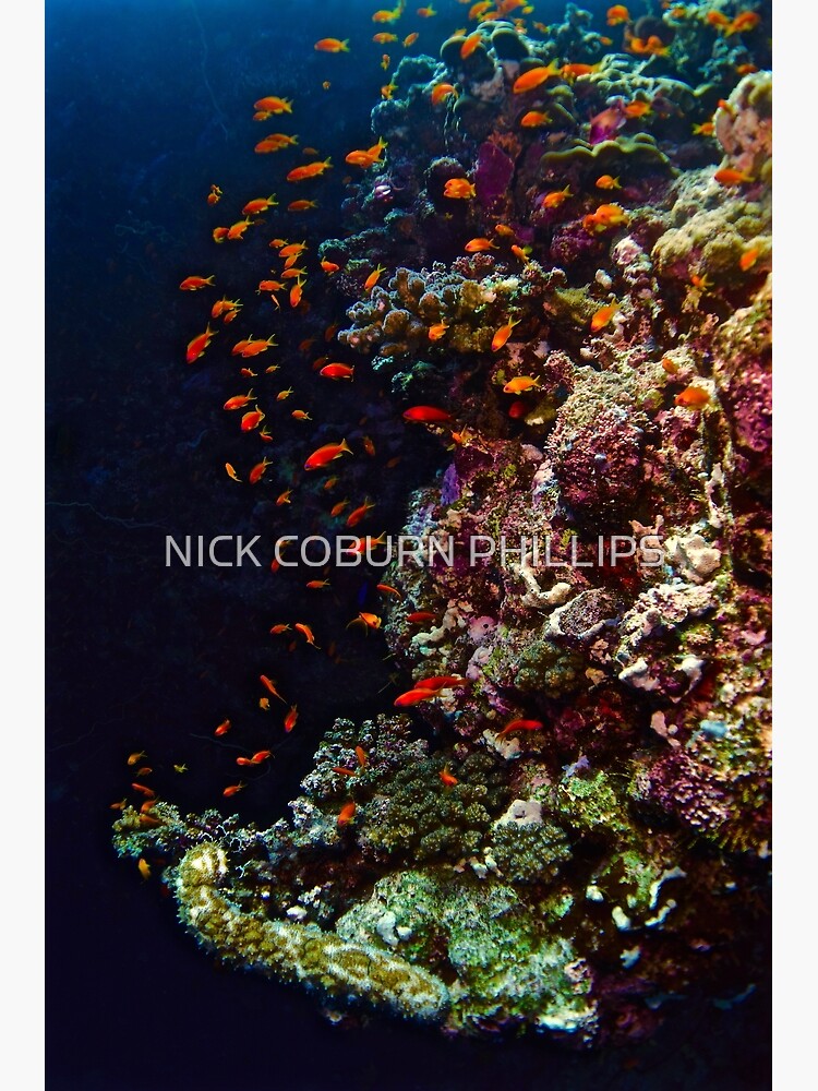 FISH & FORAGE Premium Matte Vertical Poster sold by BoJackson | SKU ...