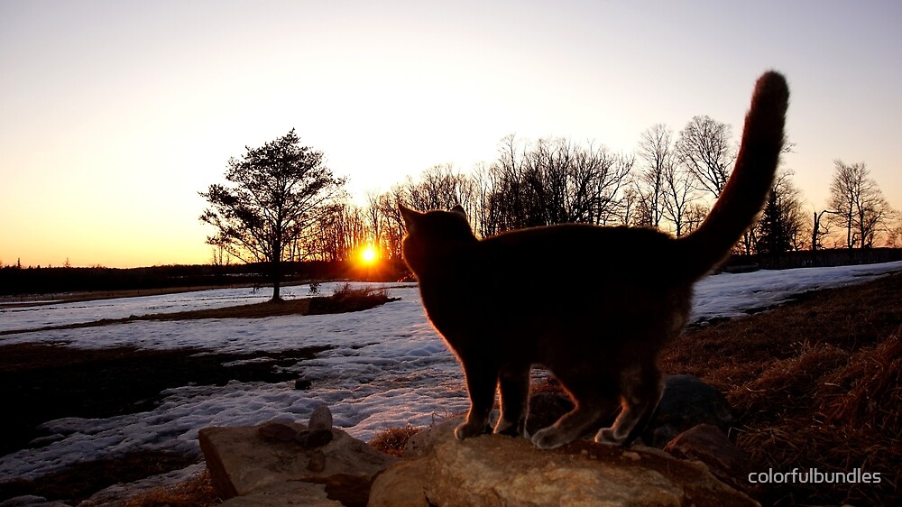 "Cat admiring the Sunset on St Joseph Island" by colorfulbundles ...