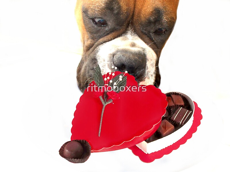 "Boxer dog eating chocolates" by ritmoboxers | Redbubble
