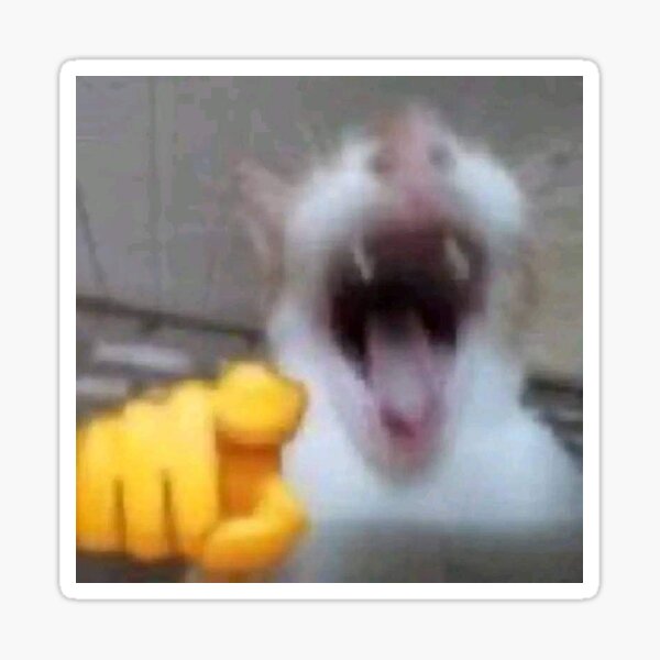 Pegatina for Sale con la obra «Gato Señalando y riéndose de ti meme ...