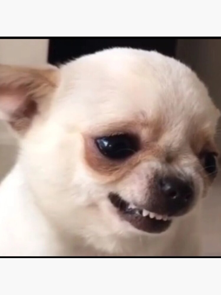 "Dog chihuahua meme sticker" Sticker for Sale by ignaciosnachos | Redbubble