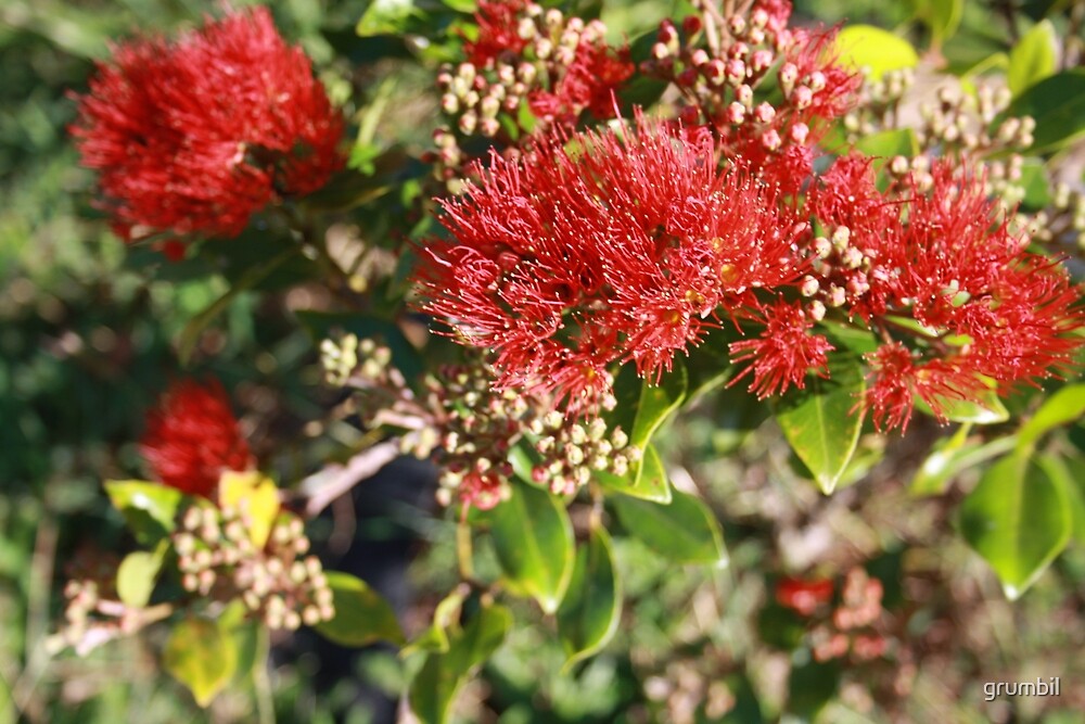 ""Little Dugald" with bright red flowers" by grumbil | Redbubble