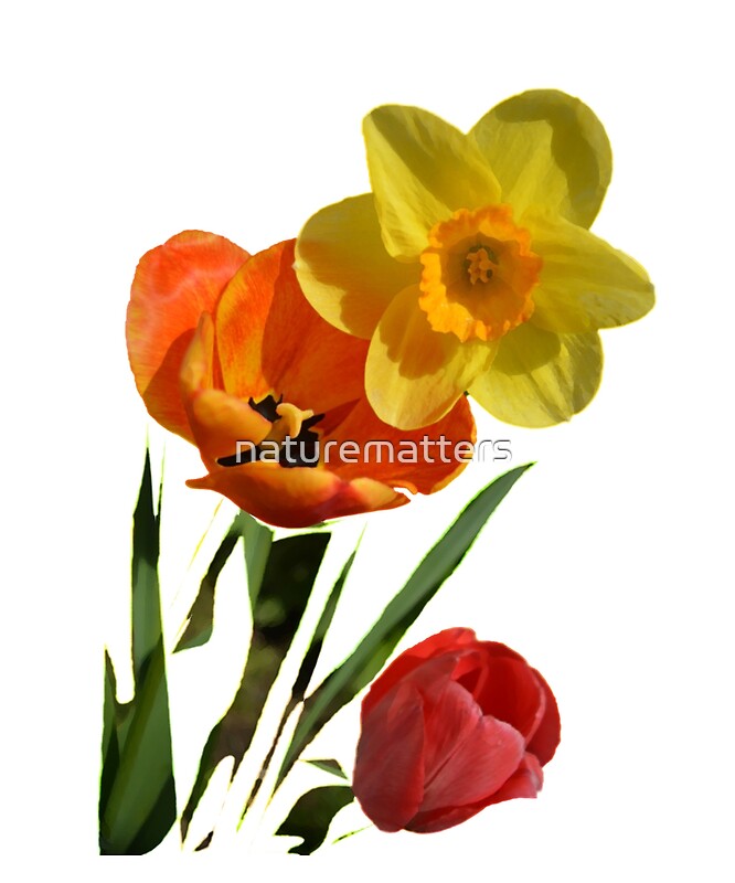 "Beautiful spring tulip, daffodil flowers photo art" by naturematters ...