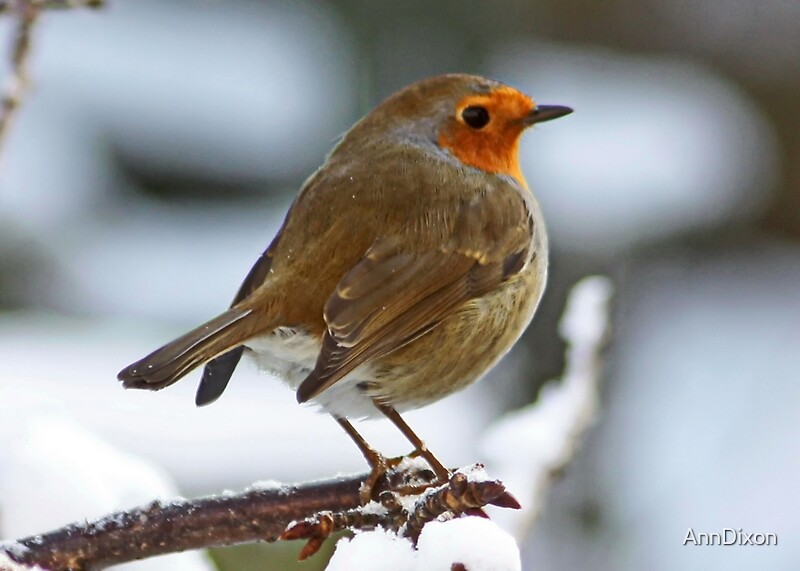 "Red Robin in the Snow" by AnnDixon | Redbubble