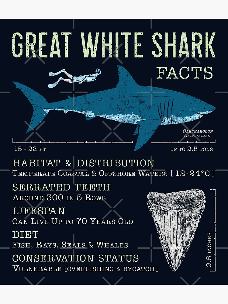 Great White Shark Facts