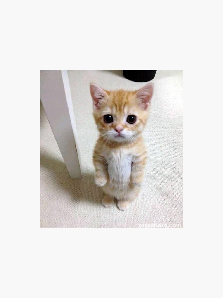 Cat Standing Up Meme