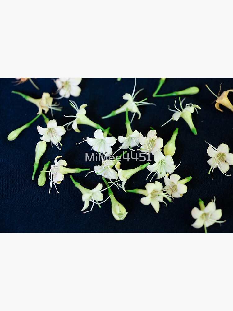 "cute yellow & white flowers, myanmar flowers, asean flowers, Fagraea ...
