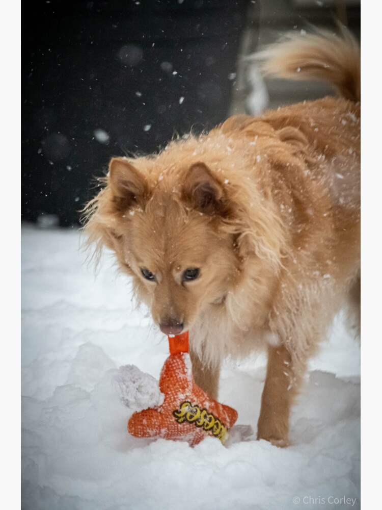 "Pomchi and Reese's" Sticker for Sale by Emma Lane | Redbubble