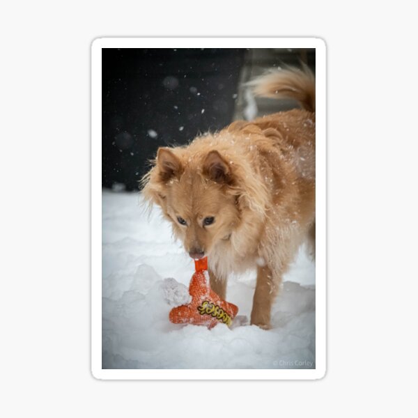 "Pomchi and Reese's" Sticker for Sale by Emma Lane | Redbubble