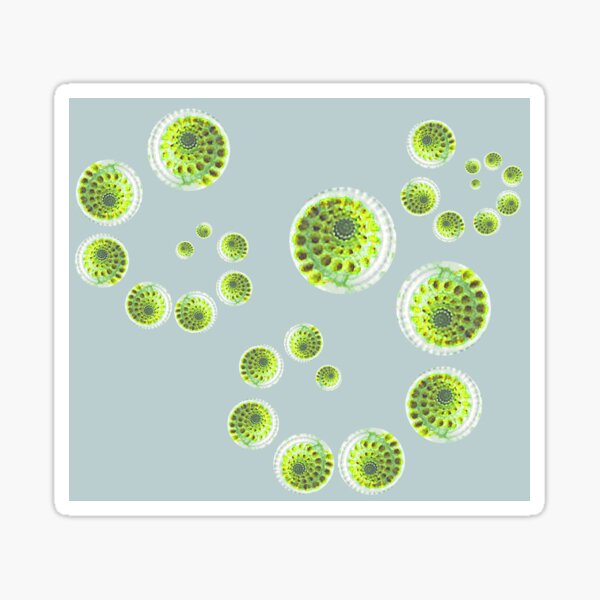 "Sundial shell spirals ditsy repeat in duck egg blue" Sticker for Sale ...