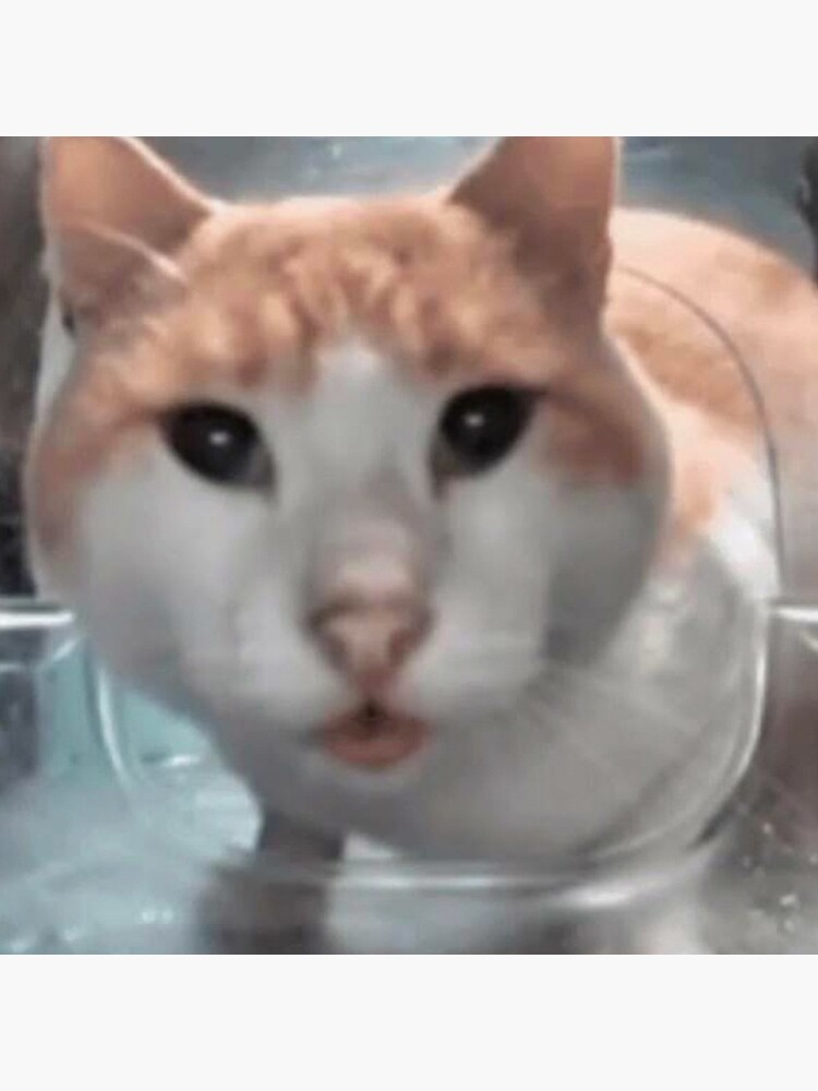 "Cat eating Looking up Mr. Fresh Sideeye Stare meme" Pin by dreikk ...