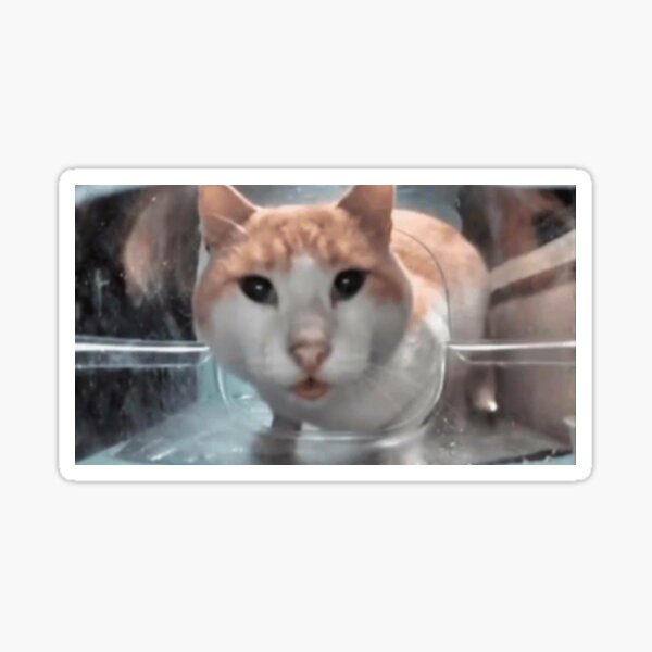 "Cat eating Looking up Mr. Fresh Sideeye Stare meme" Sticker by dreikk ...
