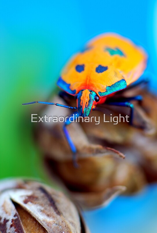 "Bright Beetle" by Extraordinary Light | Redbubble