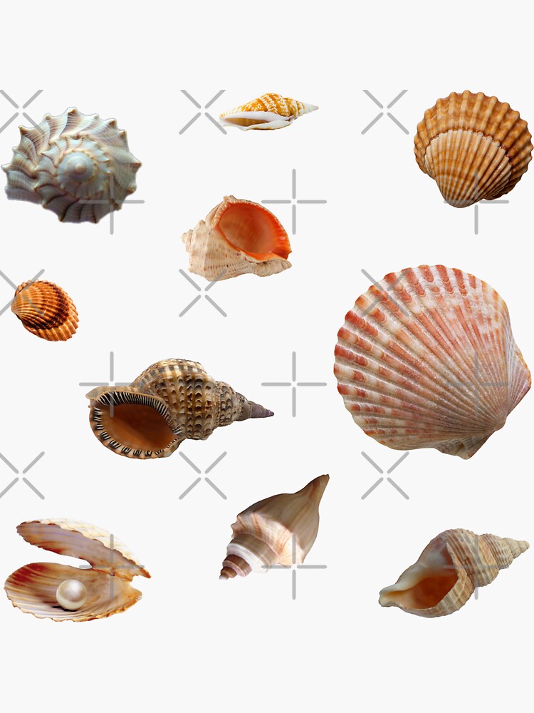 "Conch shells and scallops sticker pack" Sticker for Sale by ...