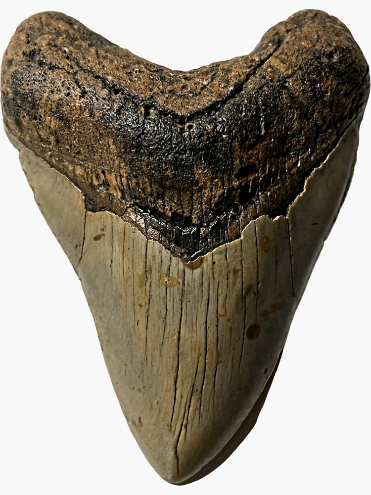 "Otodus Megalodon Shark Prehistoric Meg Tooth" Sticker for Sale by ...
