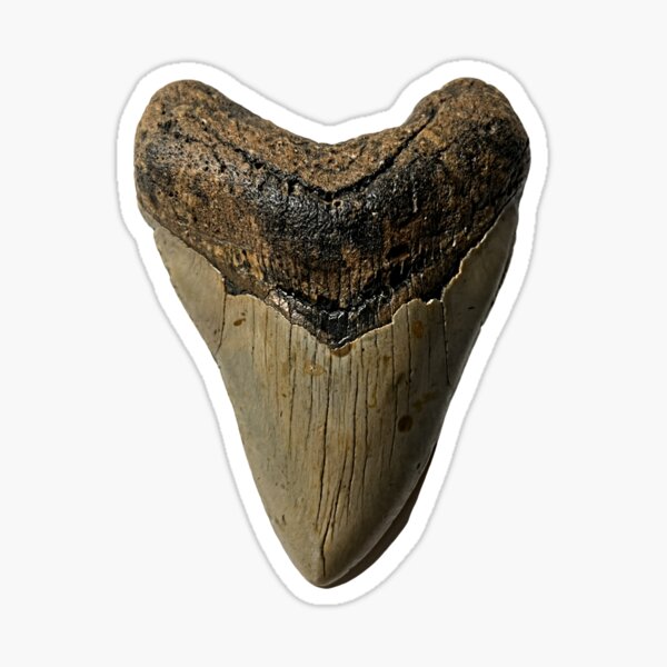 "Otodus Megalodon Shark Prehistoric Meg Tooth" Sticker for Sale by ...