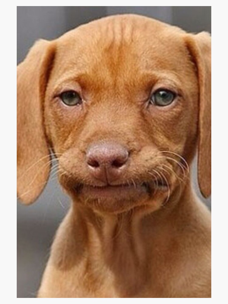 "Unamused Dog Meme" Sticker for Sale by caseyruch30 | Redbubble