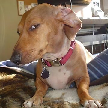 "SIDE EYE DOG MEME SUS" Sticker for Sale by Roni-KH | Redbubble